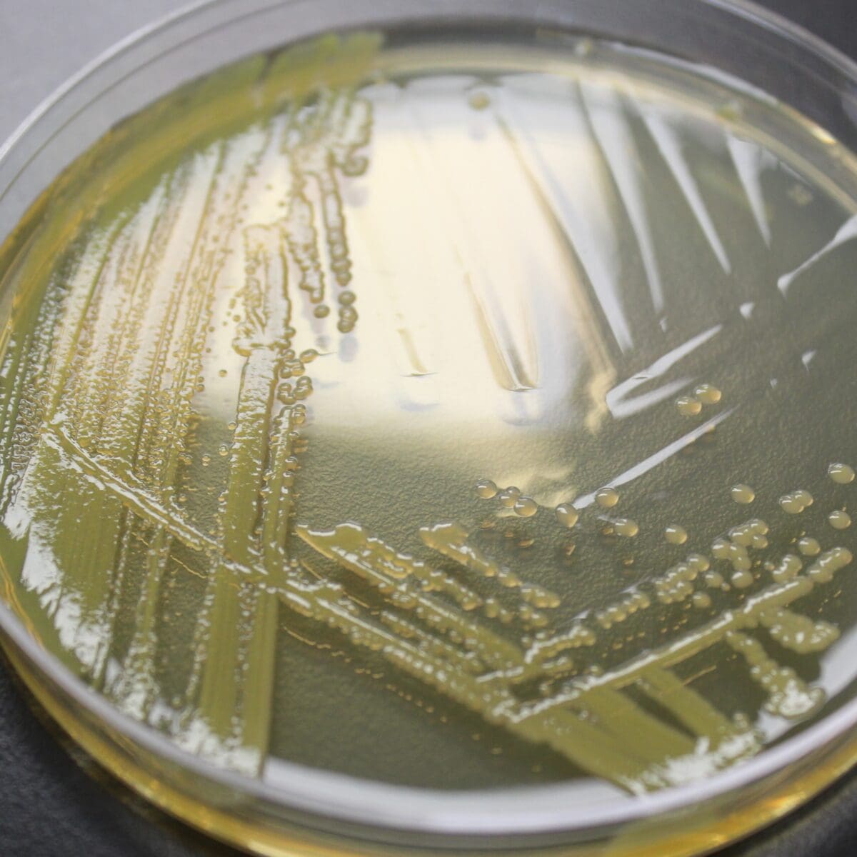 Microorganisms | Microchem Laboratory