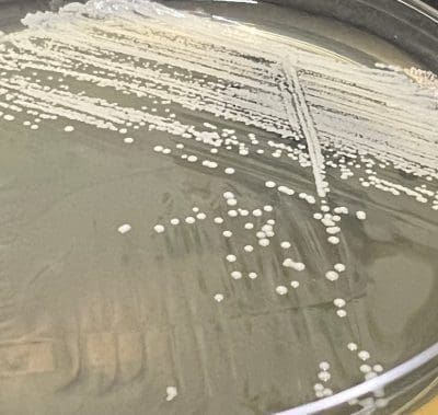 Staphylococcus intermedius | Microchem Laboratory