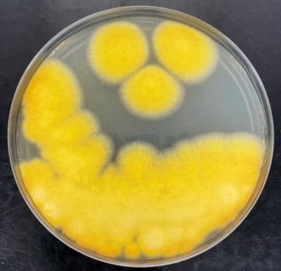Talaromyces pinophilus | Microchem Laboratory