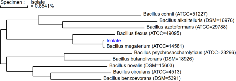 The Science of Microbial Identification | Microchem Laboratory